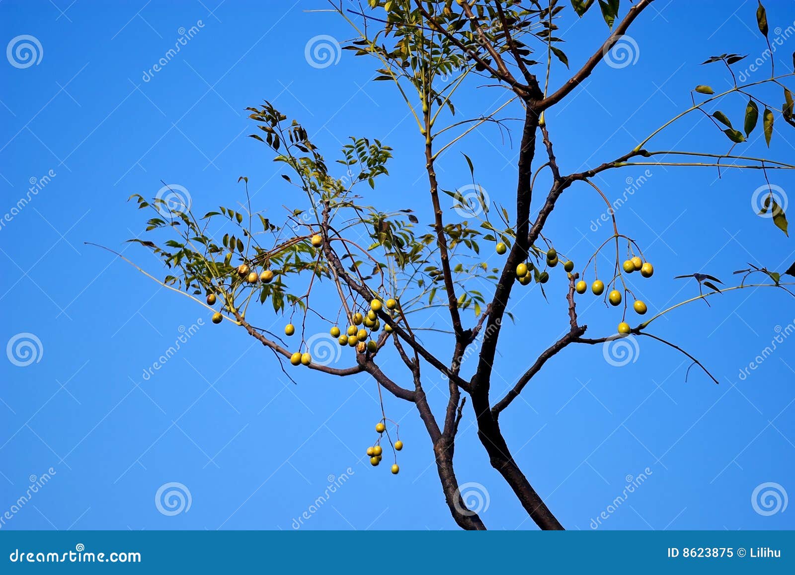 Bead tree stock image. Image of outdoor, plant, trunk - 8623875