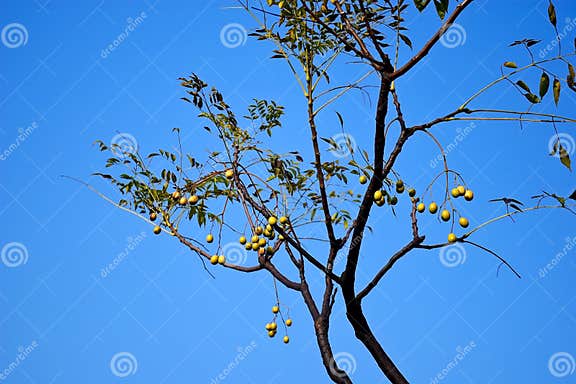 Bead tree stock image. Image of outdoor, plant, trunk - 8623875