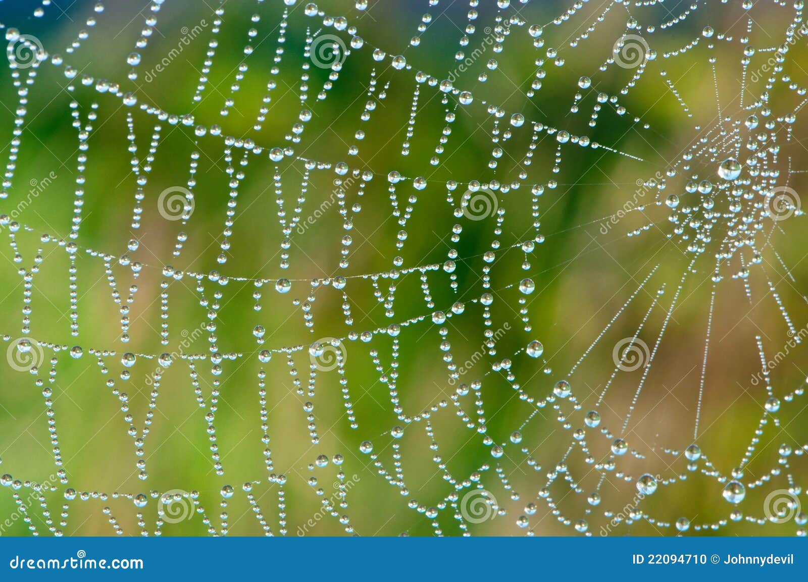 Beaded Cobweb stock photo. Image of drop, intricacy, geometry - 22094710