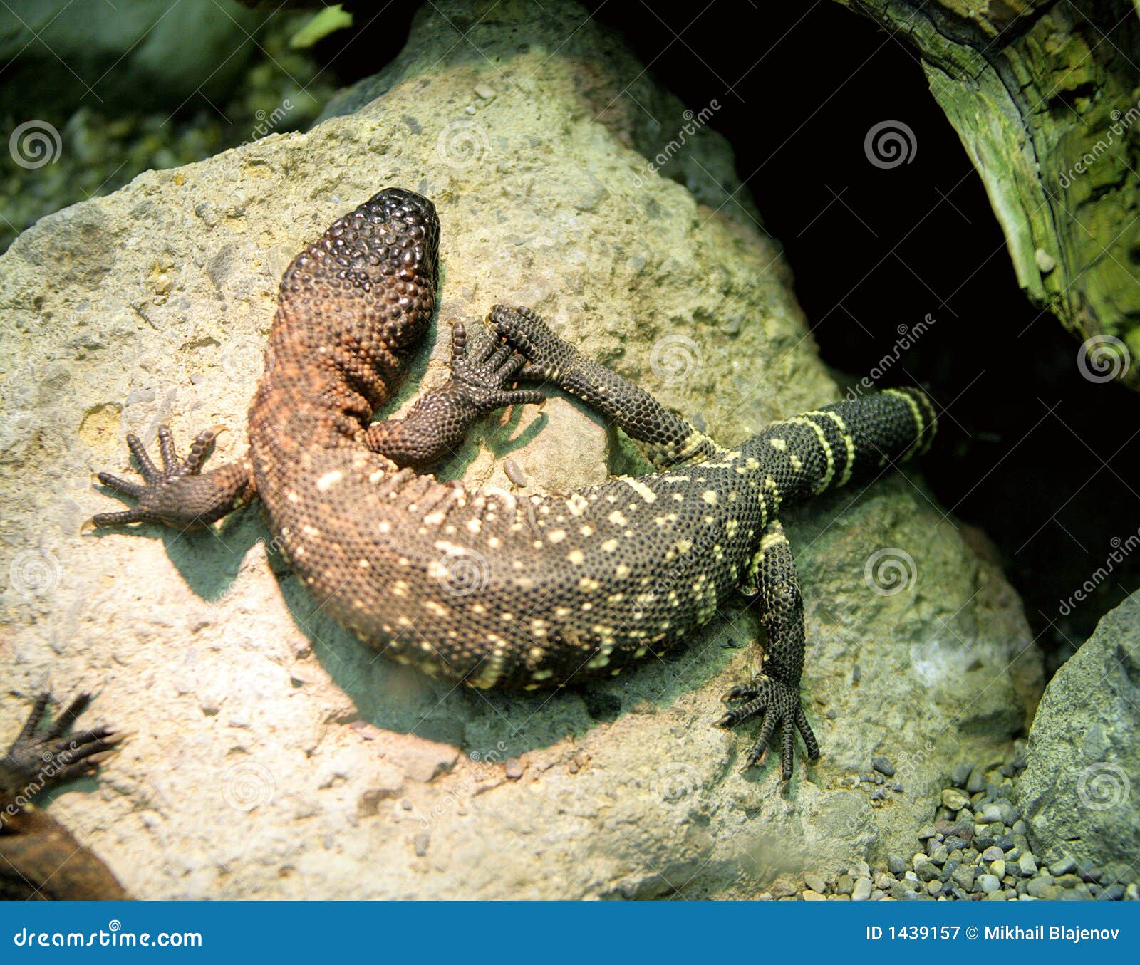 Beaded Lizard 1 stock image. Image of creature, exotic - 1439157