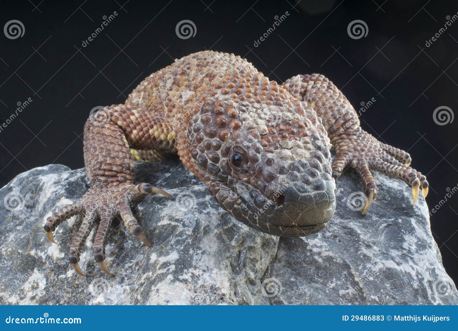 Beaded Lizard / Heloderma Horridum Stock Image - Image of lizard ...