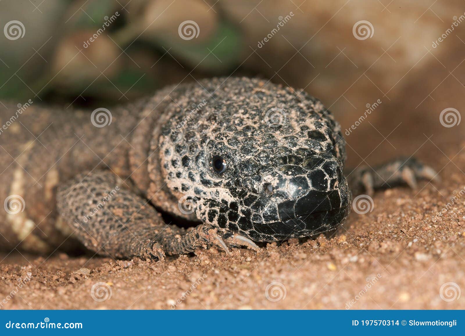 Beaded Lizard, Heloderma Horridum, a Venomous Specy Stock Photo - Image ...