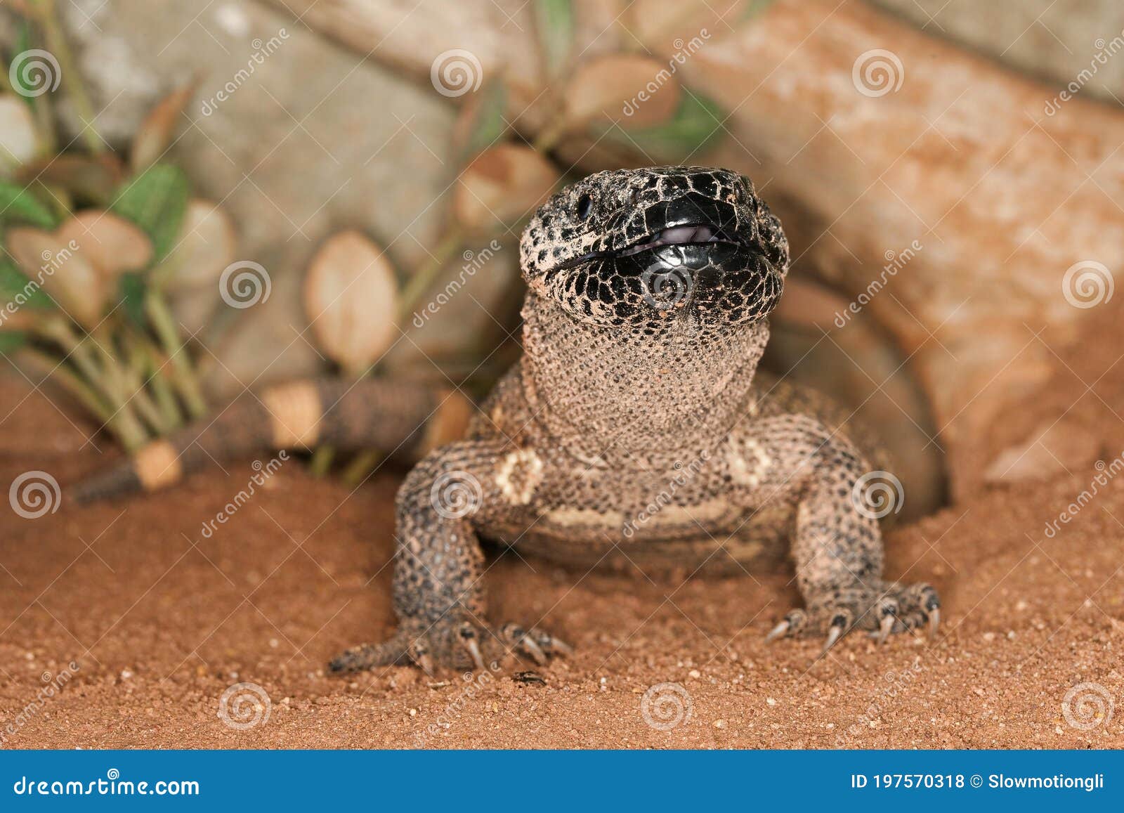 Beaded Lizard, Heloderma Horridum, a Venomous Specy Stock Photo - Image ...