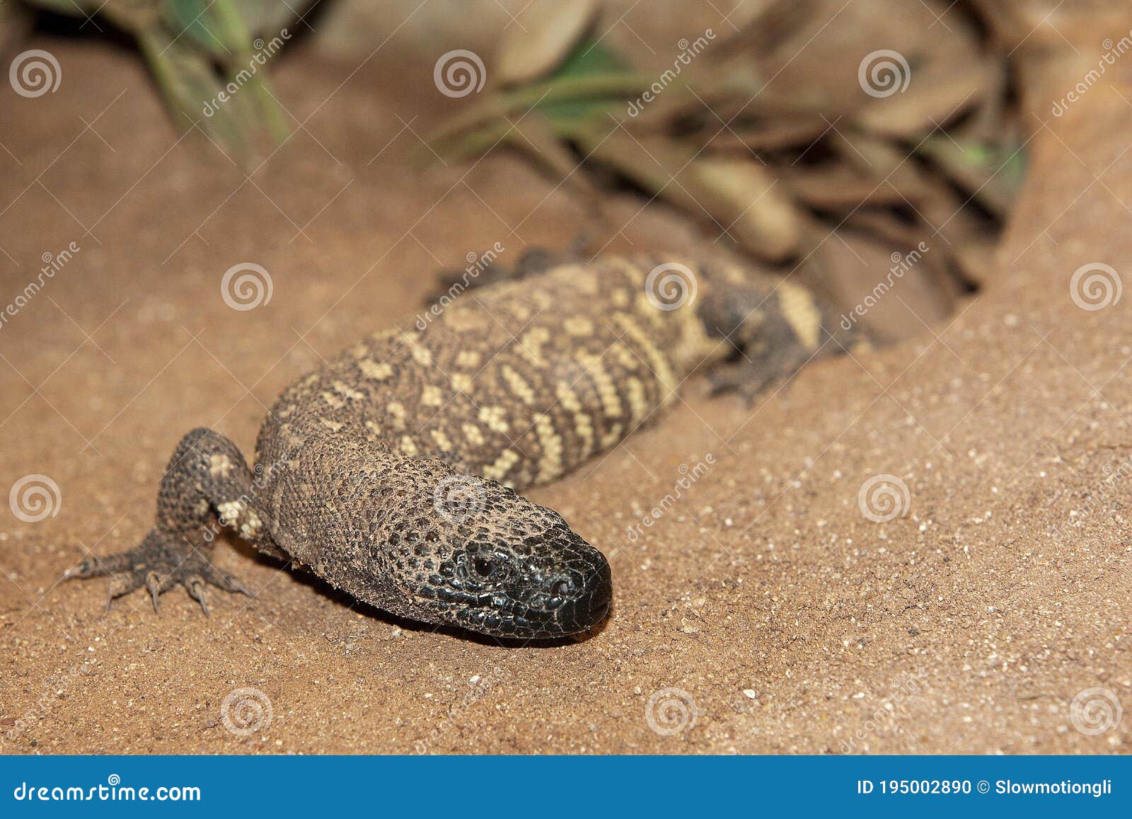 BEADED LIZARD Heloderma Horridum, a VENOMOUS SPECY, ADULT Stock Photo ...