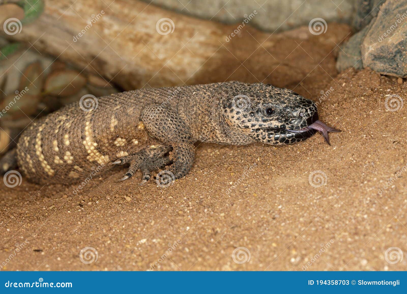 BEADED LIZARD Heloderma Horridum, a VENOMOUS SPECY, SHOWING FORKED ...