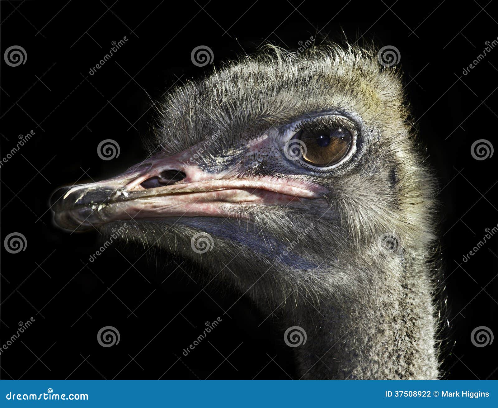 Beady eye stock photo. Image of insolent, ostrich, look - 37508922