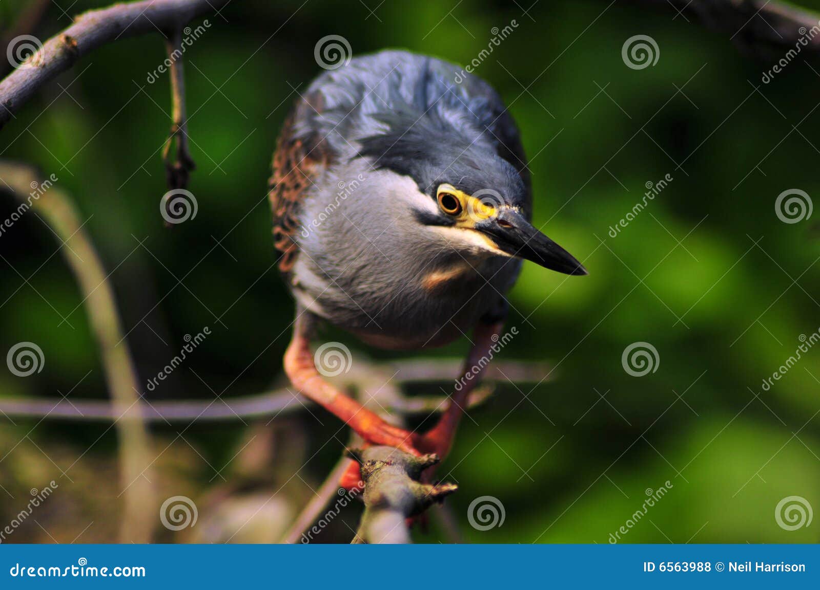 Beedy Eye Stock Photos - Free & Royalty-Free Stock Photos from Dreamstime