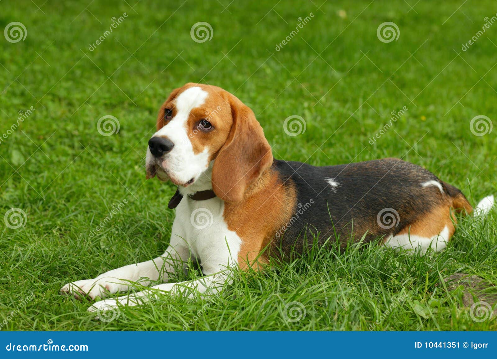 Beagle imagen de archivo. Imagen de lindo, perrito, purebred - 10441351