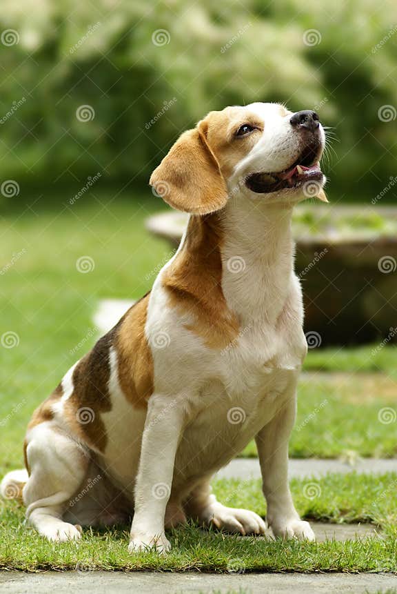 Beagle stock image. Image of loyalty, snout, puppy, hound - 11180501