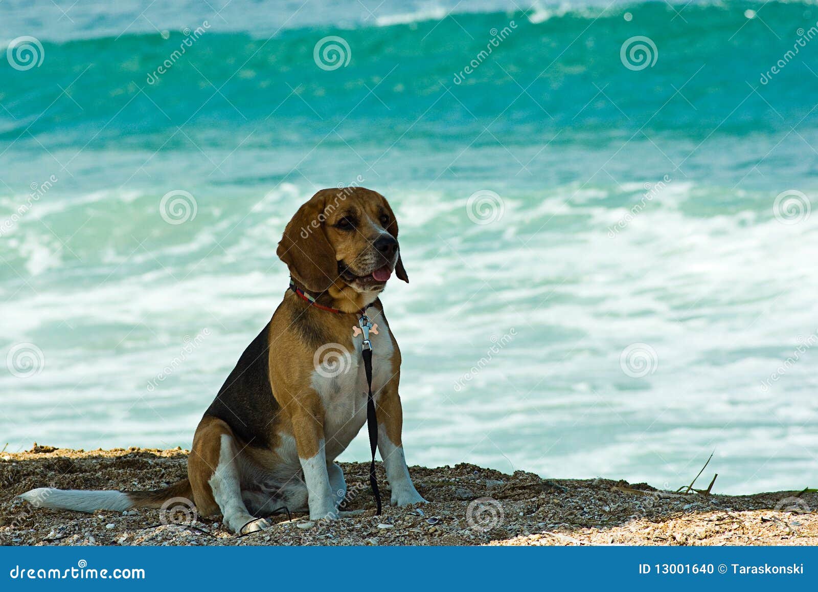 Beagle stock photo. Image of nose, beagle, cute, friend - 13001640