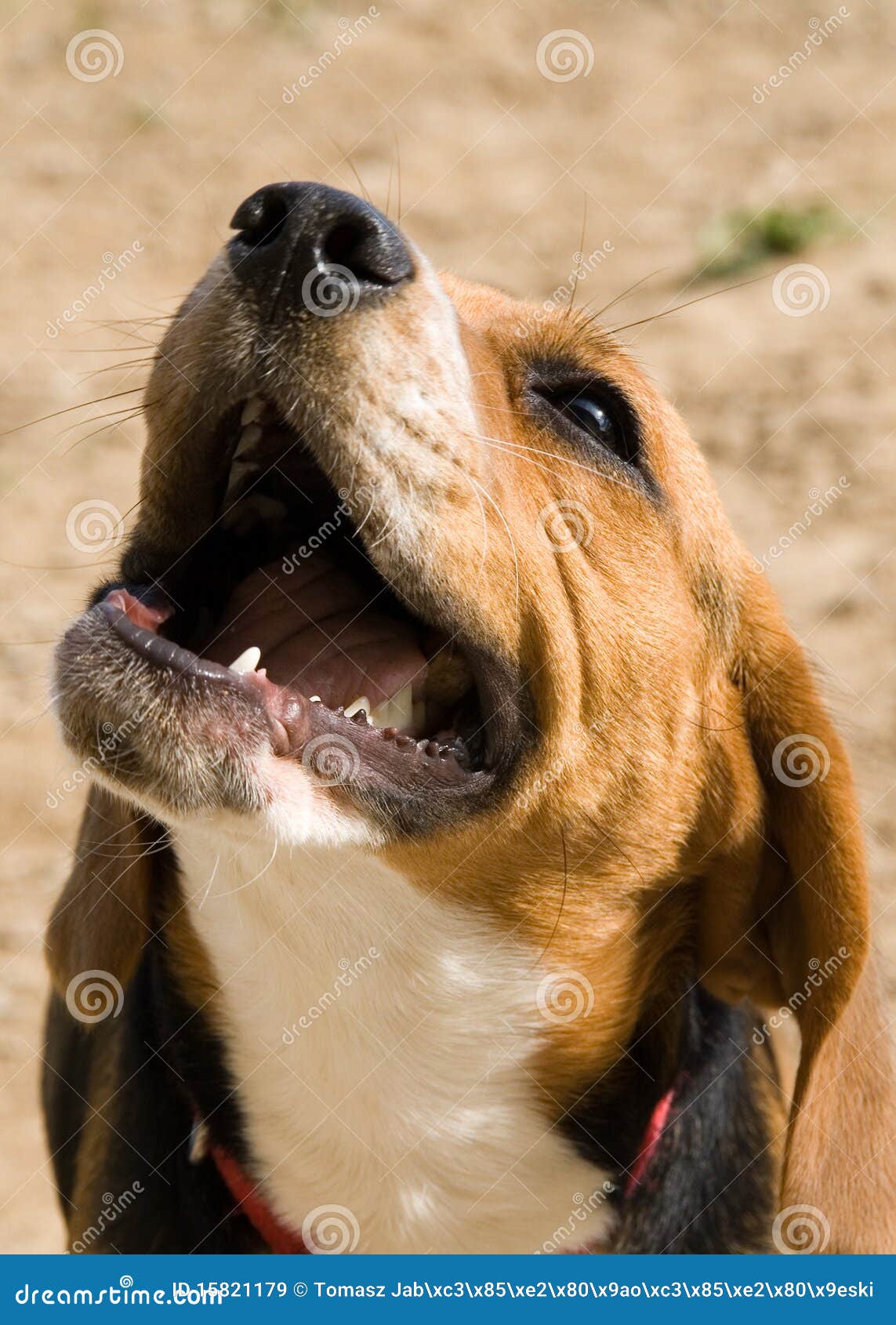 Beagle stock image. Image of doggy, upright, puppy, vertical - 15821179