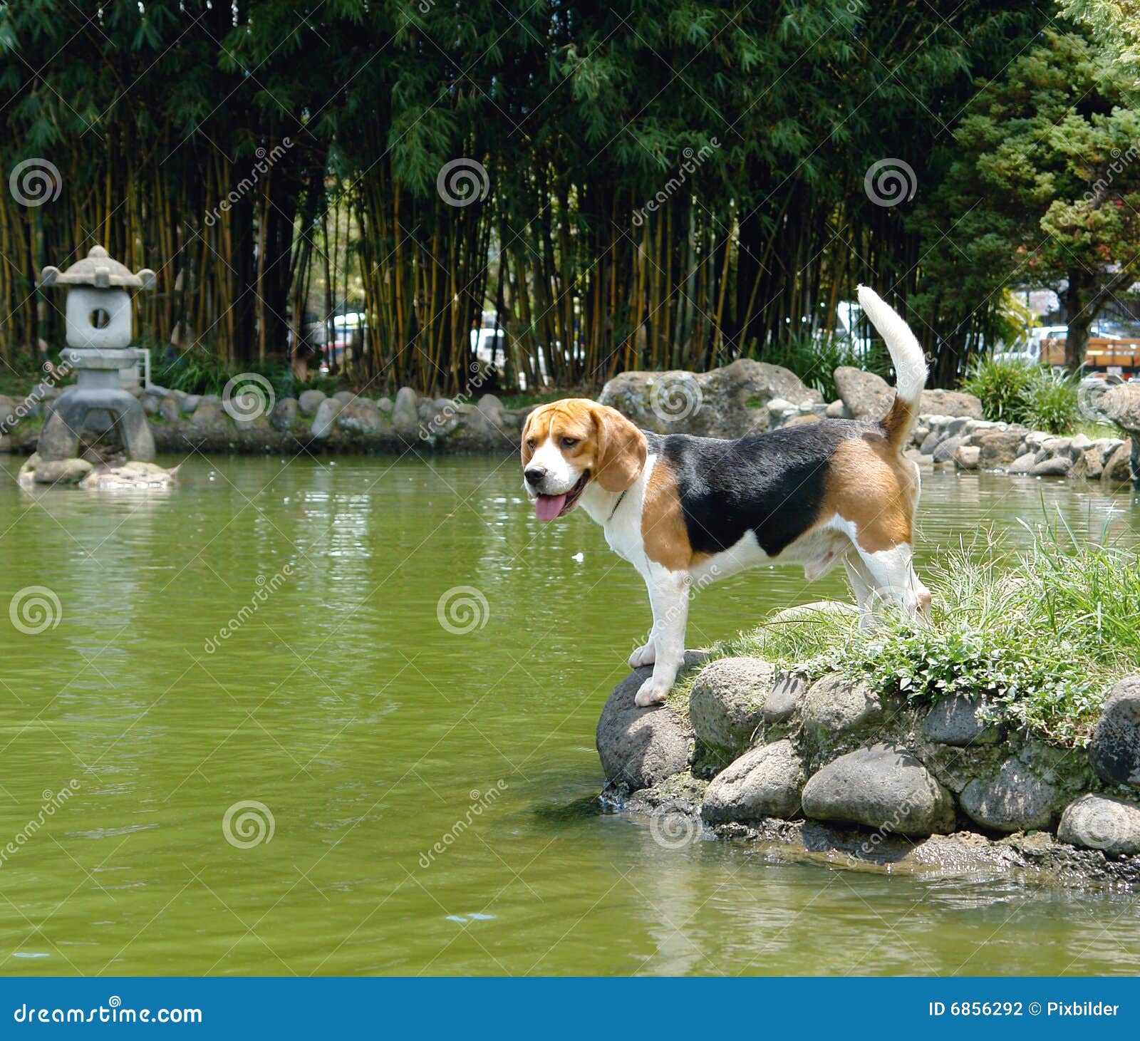 Beagle 2 stock photo. Image of purebred, hound, hunting - 6856292