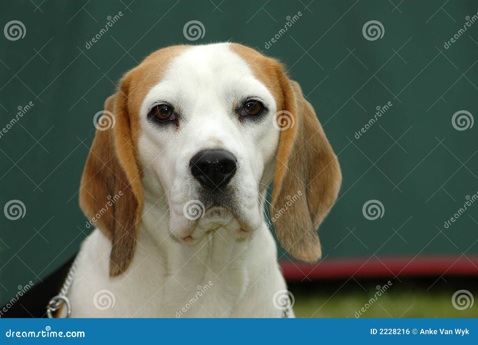 Beagle stock photo. Image of breed, beautiful, little - 2228216