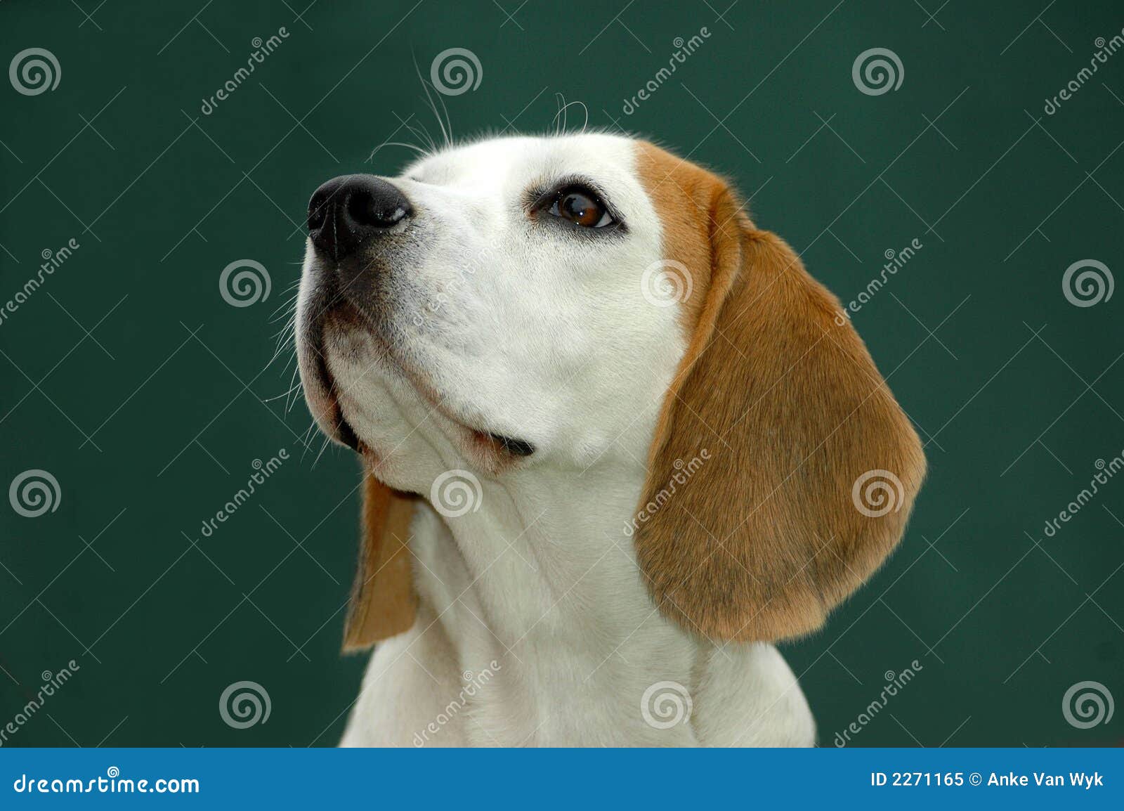 Beagle stock image. Image of animals, little, head, gorgeous - 2271165