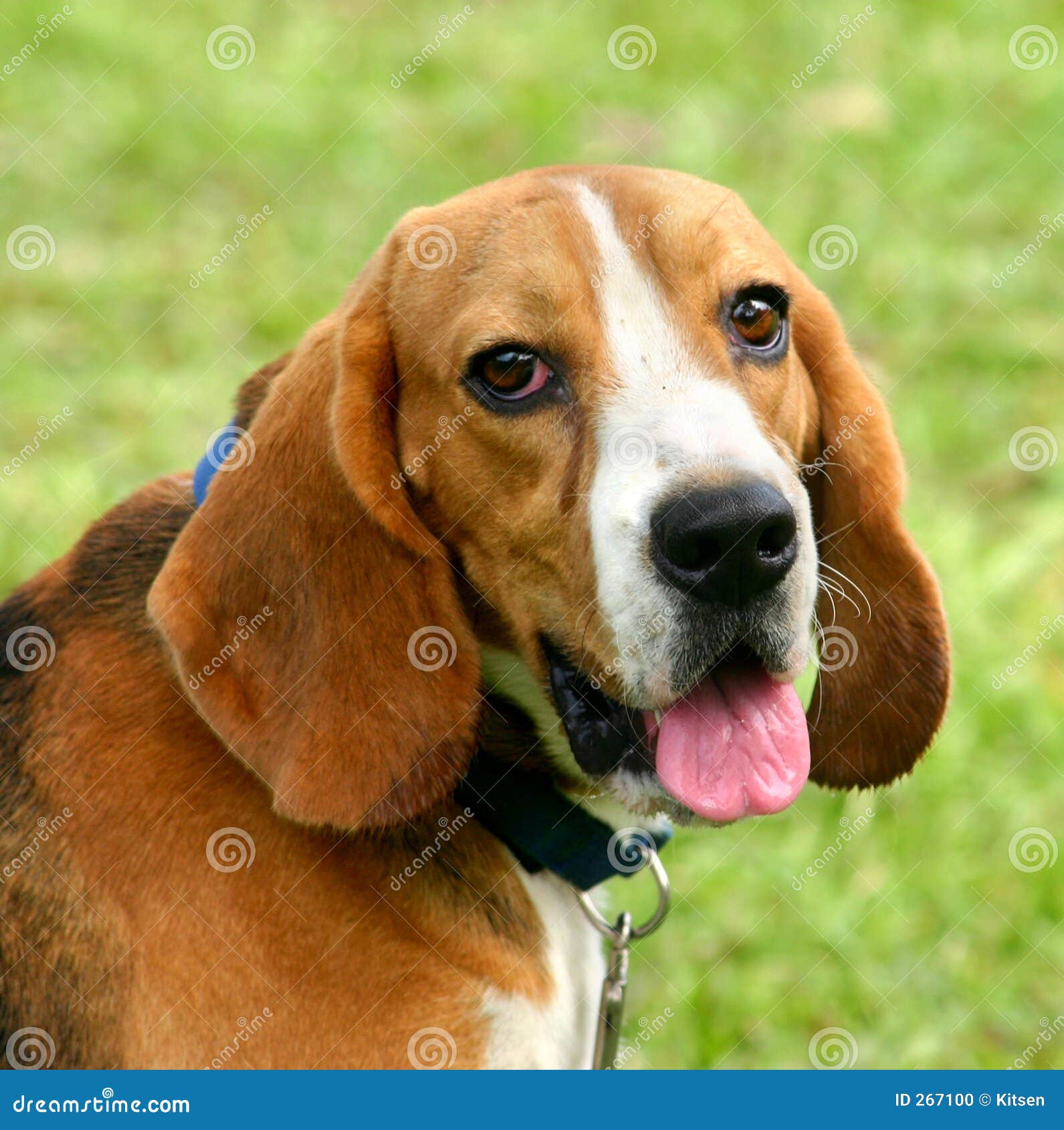 Beagle stock photo. Image of white, beagle, companion, pooch - 267100