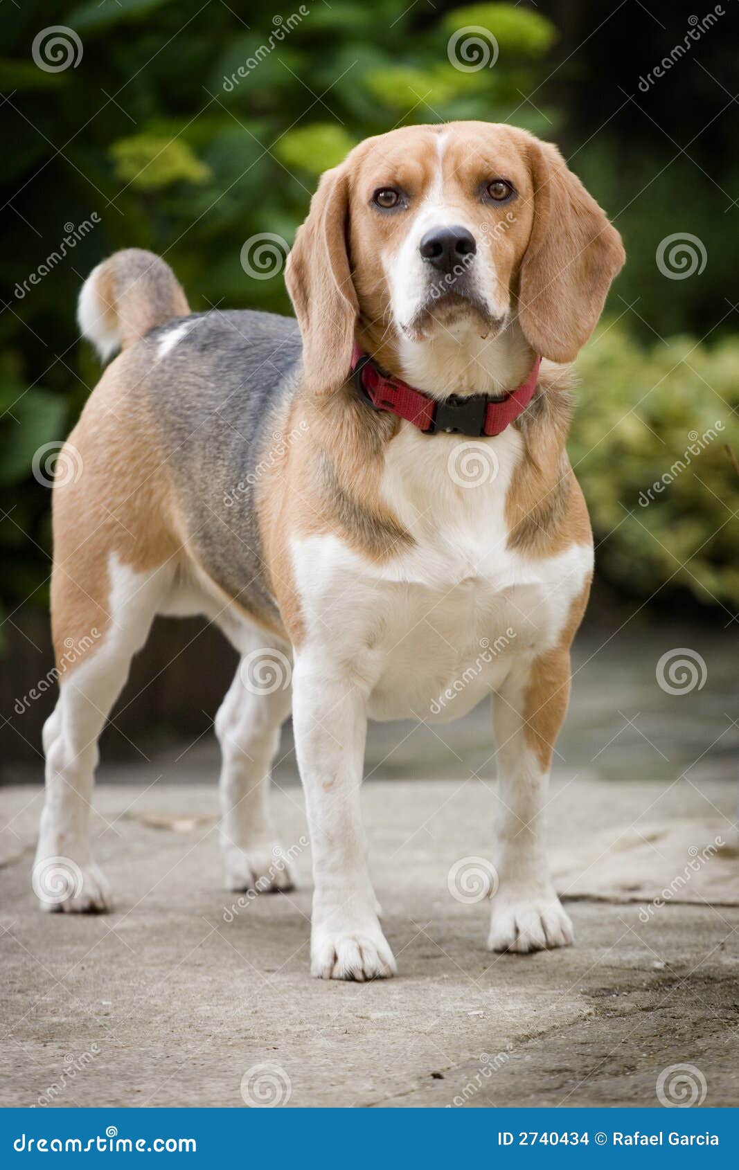 Beagle stock photo. Image of friendship, glance, loyalty - 2740434