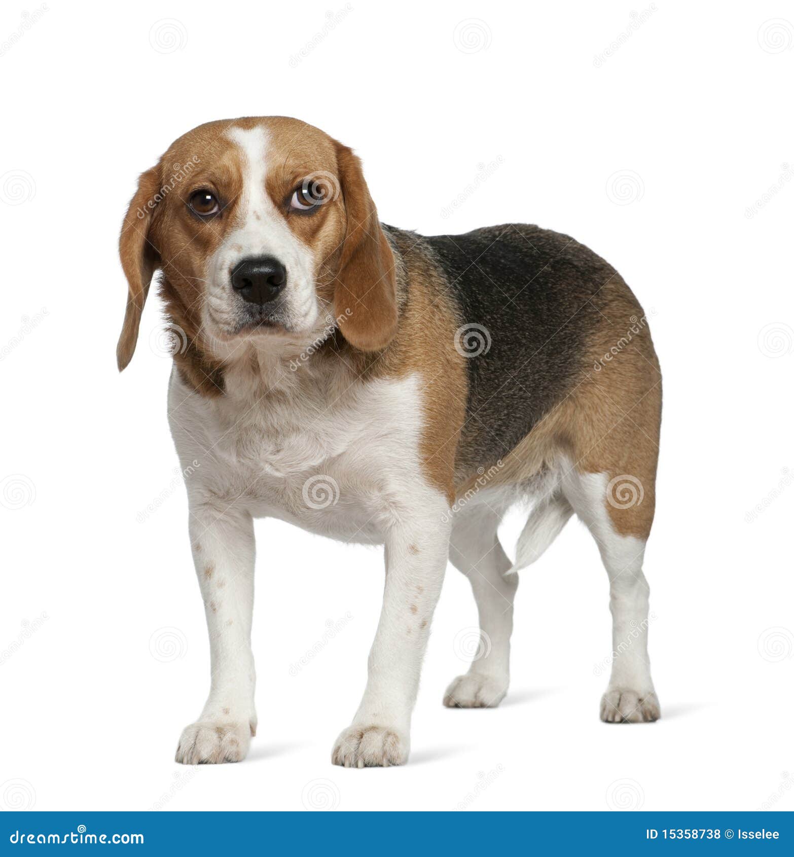 Beagle, 3 Años, Colocándose Foto de archivo - Imagen de gente, salir ...