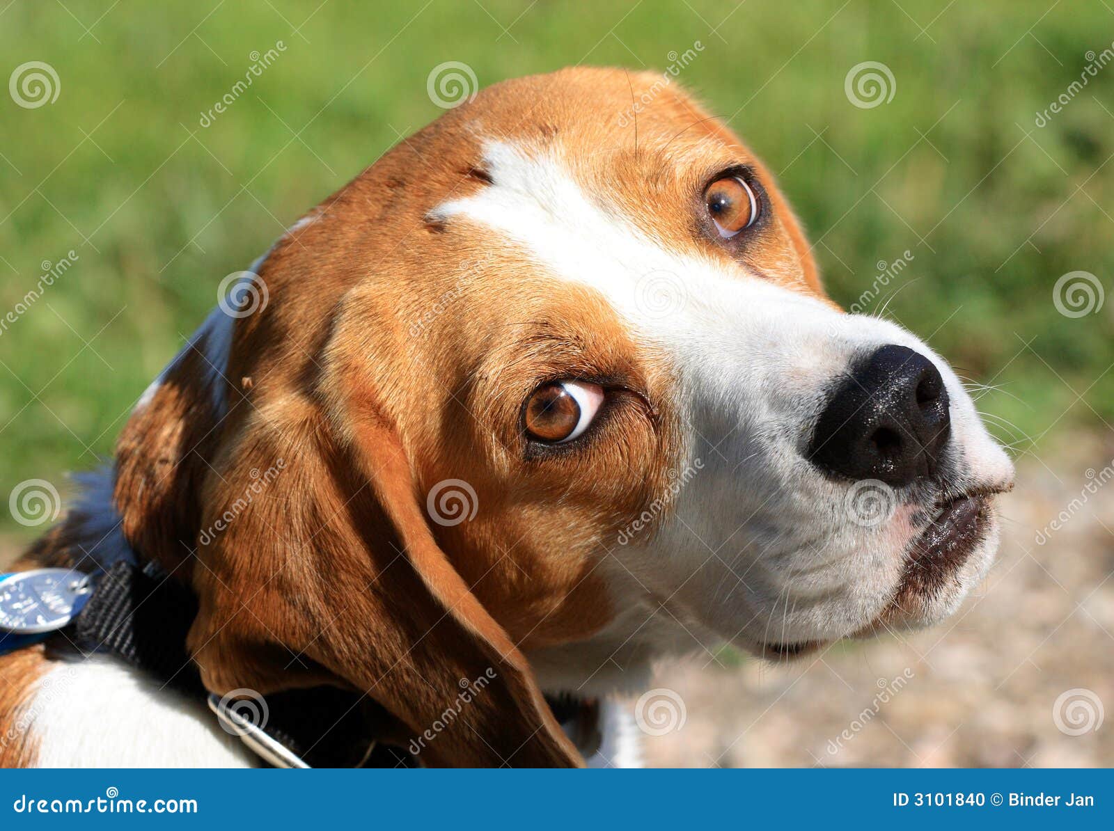 Beagle stock photo. Image of beagle, face, beagl, eyes - 3101840