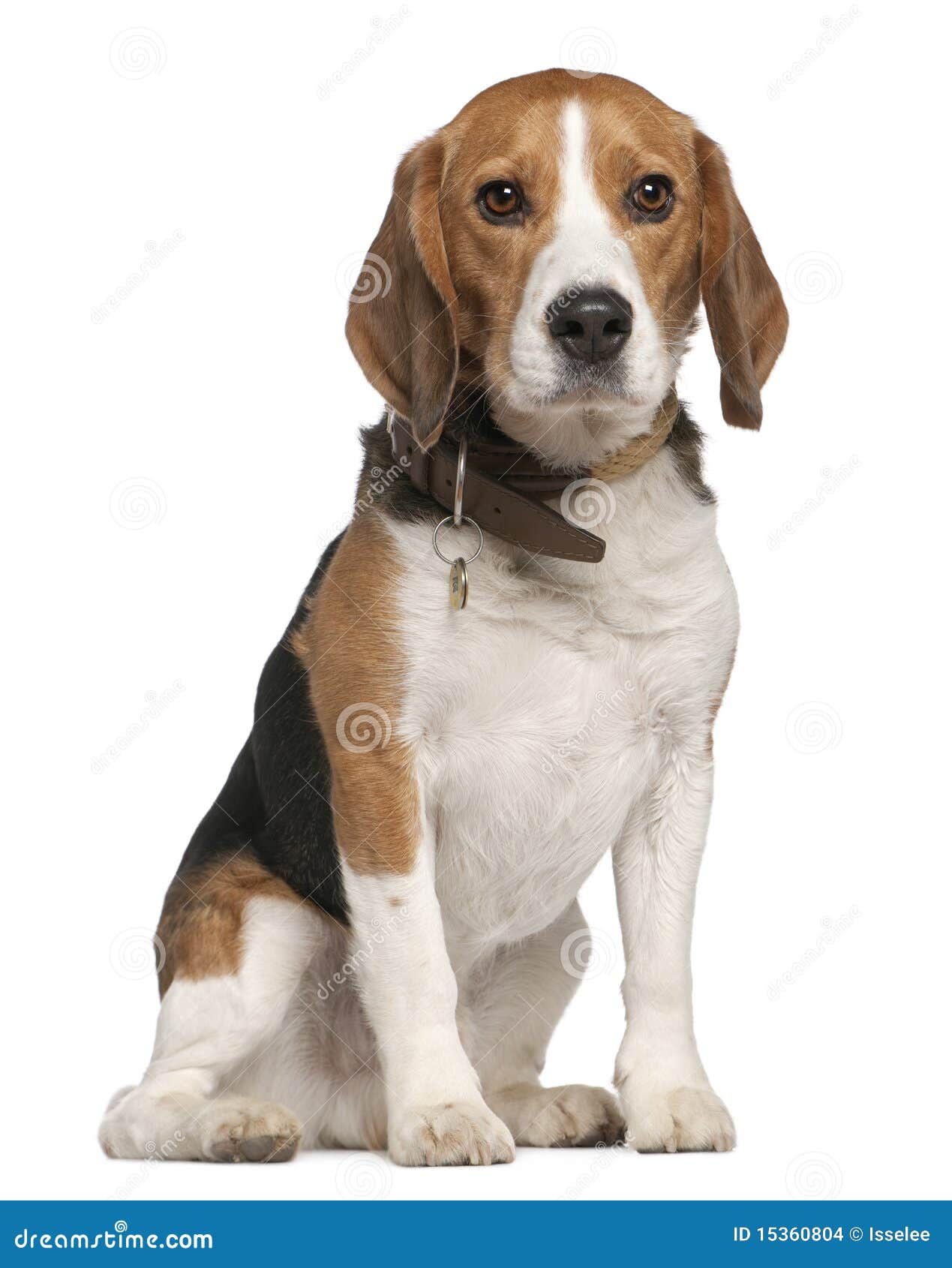 Beagle, 5 Years Old, Sitting Stock Photo - Image of portrait, vertical ...
