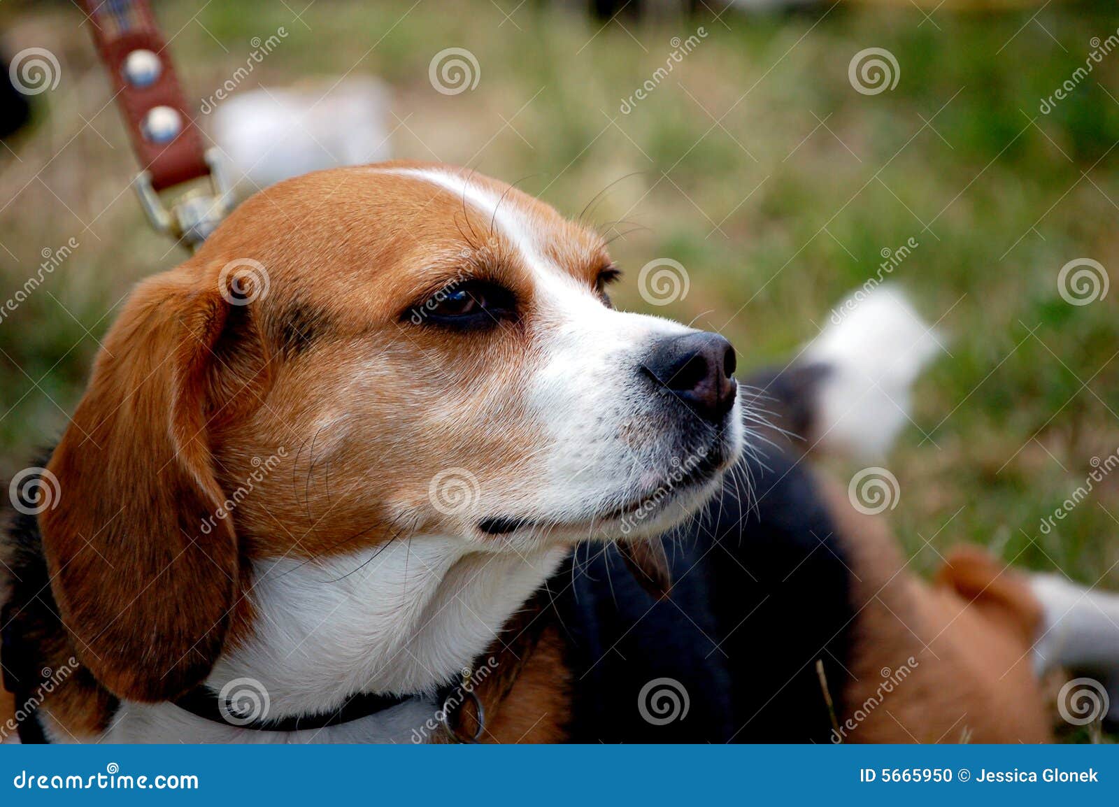 Beagle stock photo. Image of breed, doggy, companion, adorable - 5665950