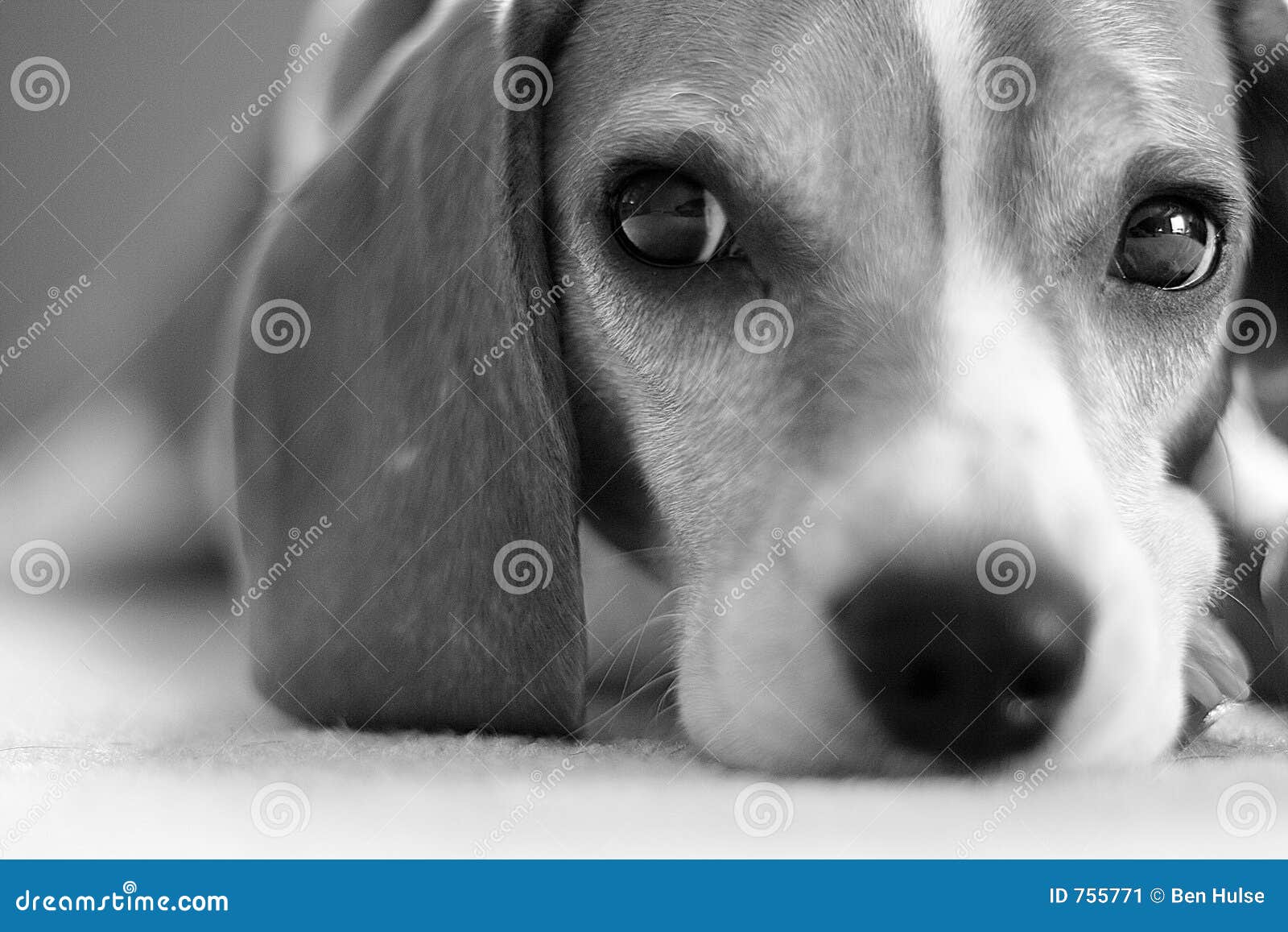 Beagle stock image. Image of sharp, black, beagles, closeup - 755771