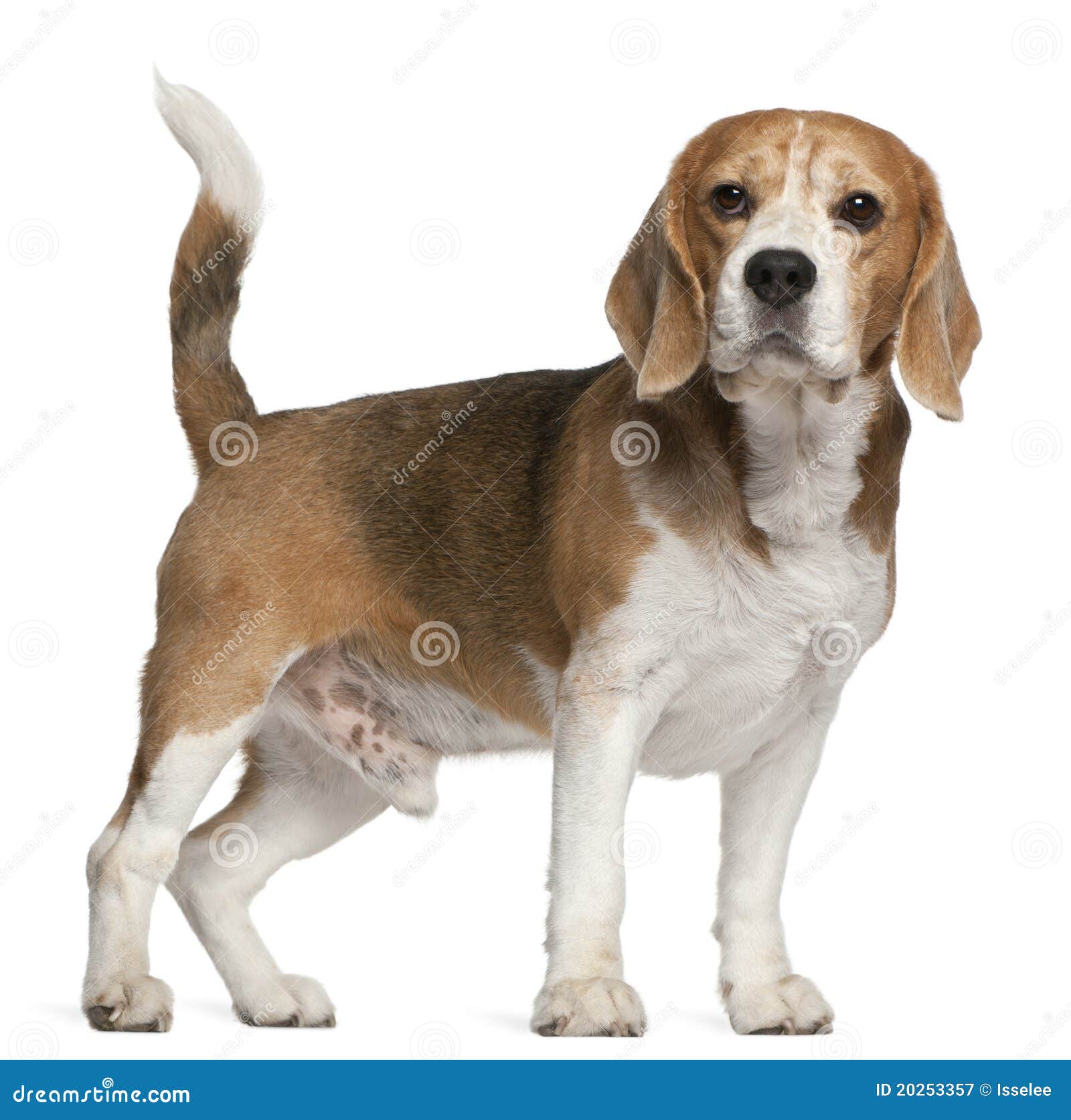Beagle Years Standing Stock Photos - Free & Royalty-Free Stock Photos ...