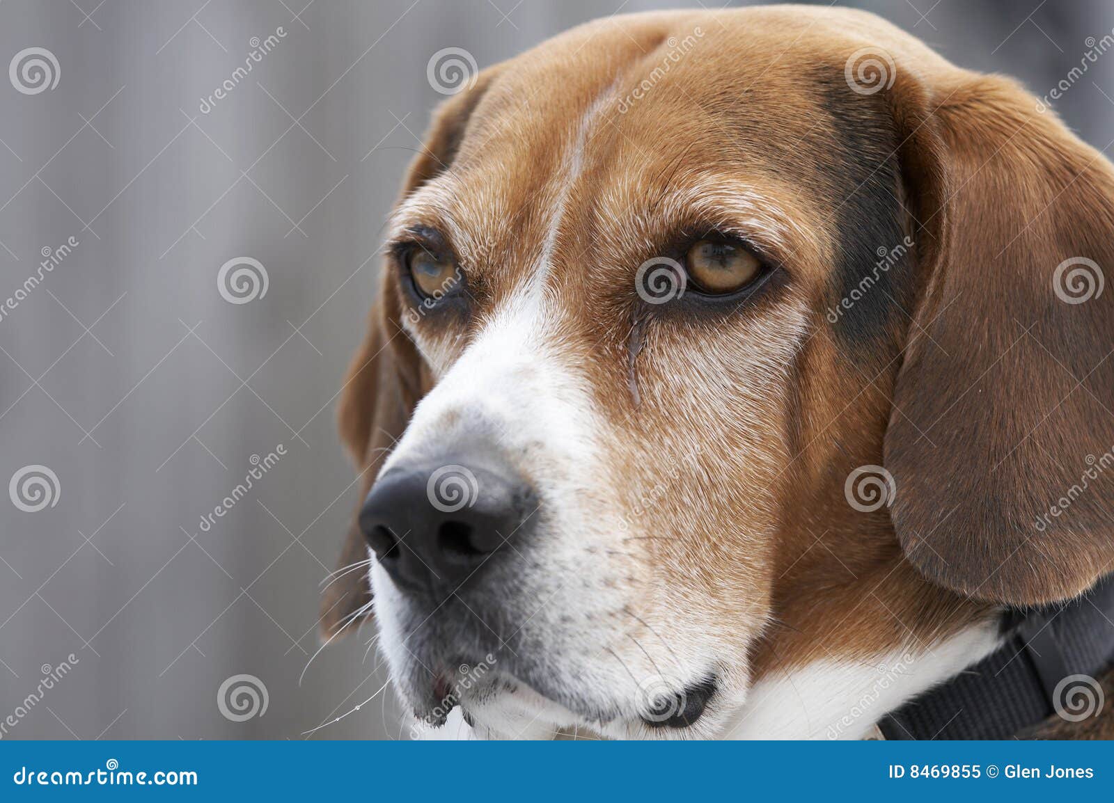 Beagle Picture. Image: 8469855