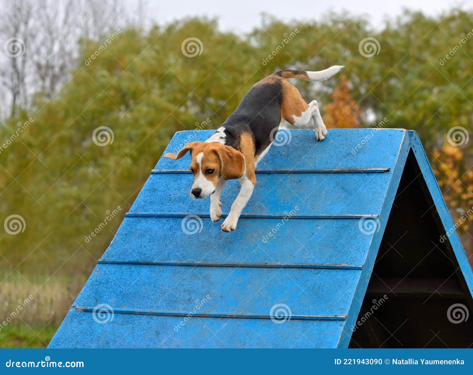 Beagle on agility training stock photo. Image of competition - 221943090