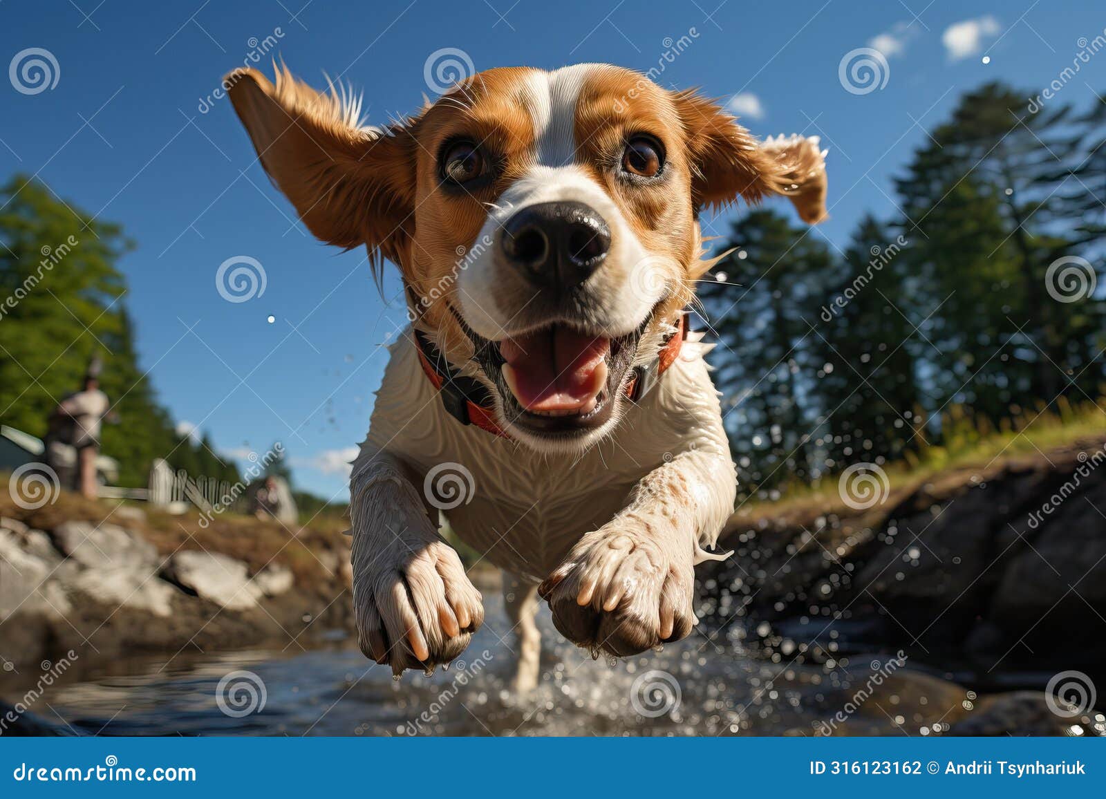 Beagle in the Air, Jumping Beagle Front View Stock Illustration ...