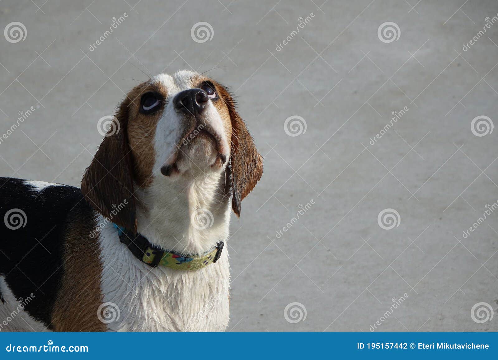 Beagle is an Ancient Breed of Hunting Dogs with a Mischievous and ...