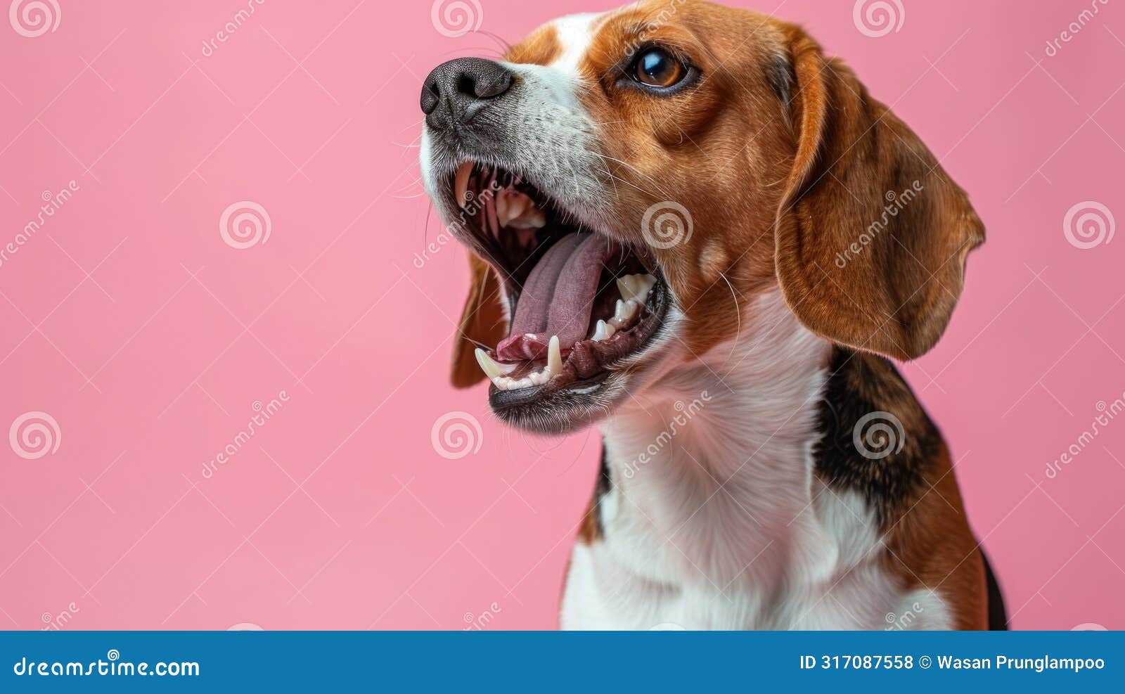 Beagle, Angry Dog Baring Its Teeth, Studio Lighting Pastel Background ...