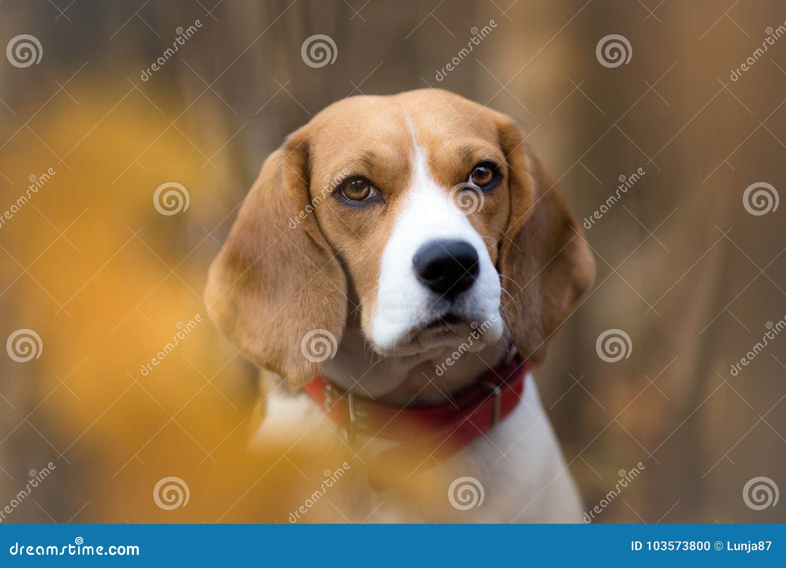 Beagle in the Autumn Forest Stock Photo - Image of nature, collar ...