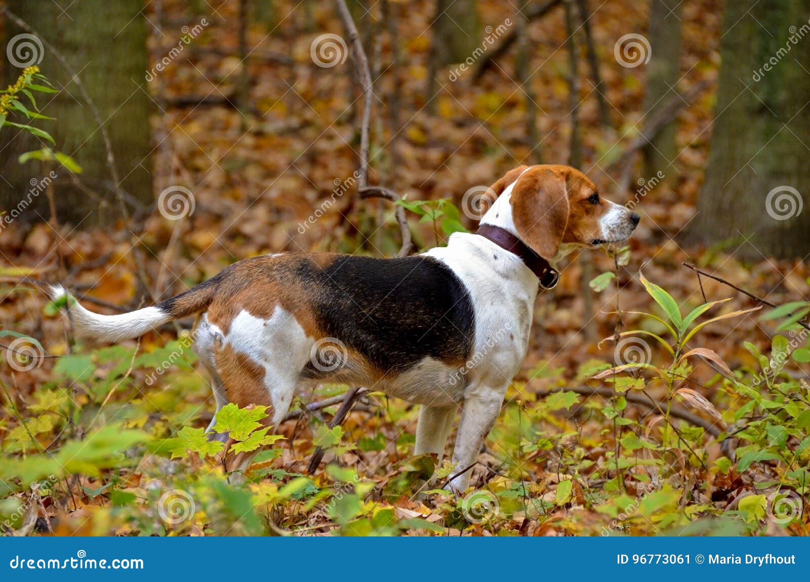 Beagle in autumn woods stock image. Image of pooch, country - 96773061