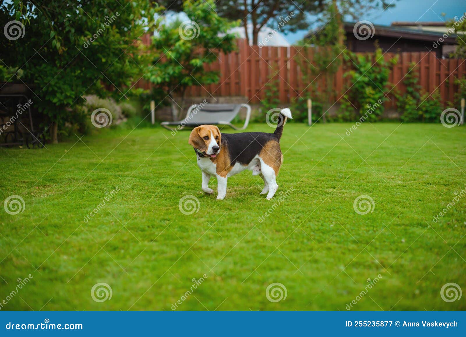 Beagle on the backyard stock image. Image of belgian - 255235877