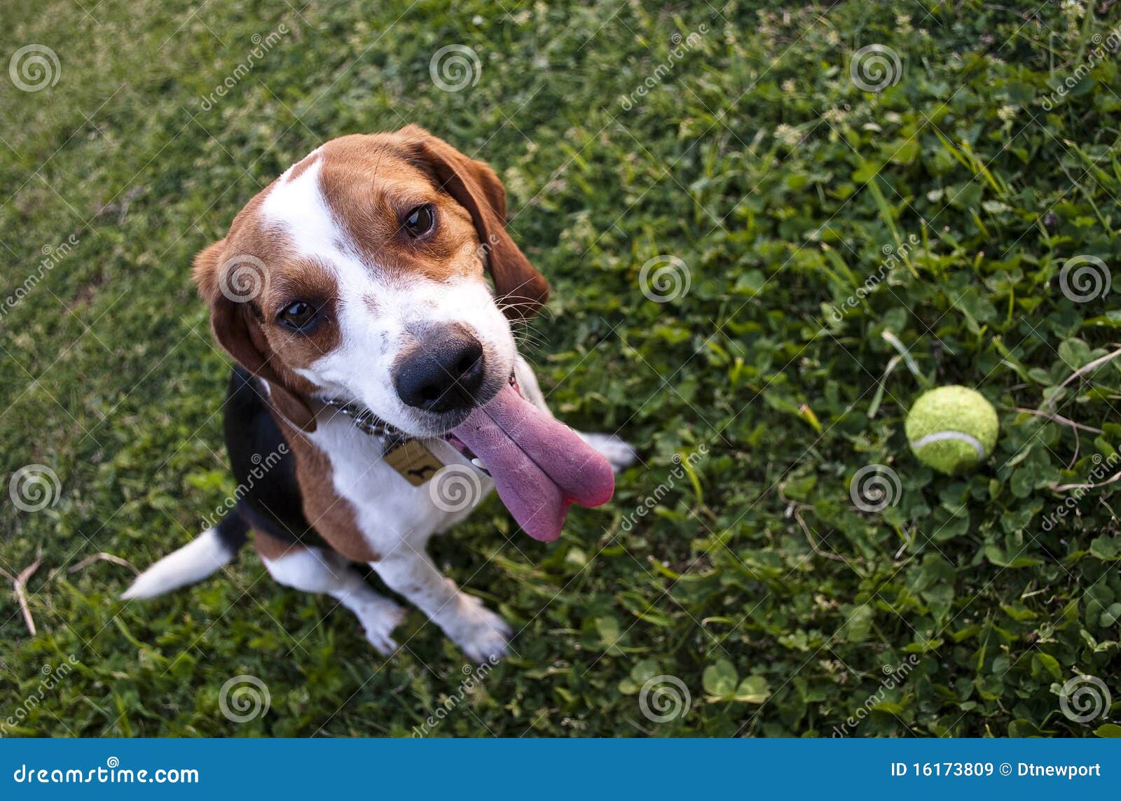 Beagle with a ball stock image. Image of playing, pets - 16173809