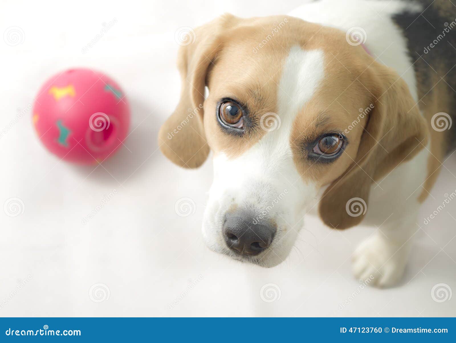 Beagle with ball stock photo. Image of white, tenderness - 47123760