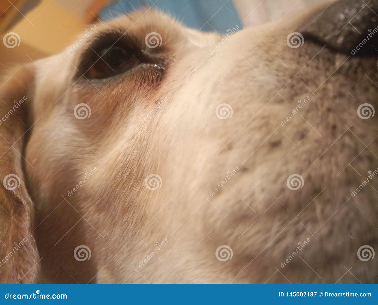 Dog Chlupy Stock Photos - Free & Royalty-Free Stock Photos from Dreamstime