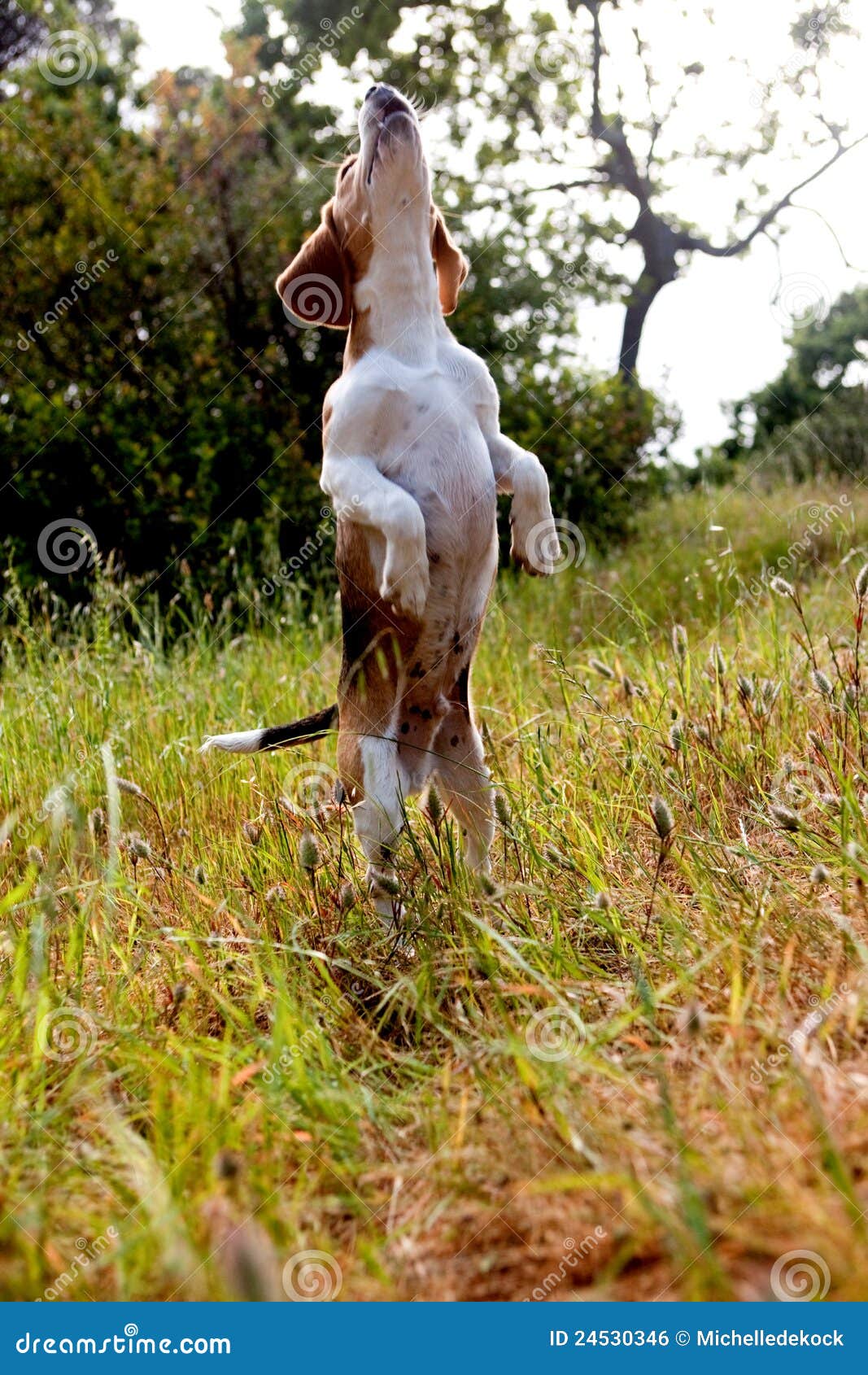 Beagle begging stock photo. Image of hind, domestic, black - 24530346