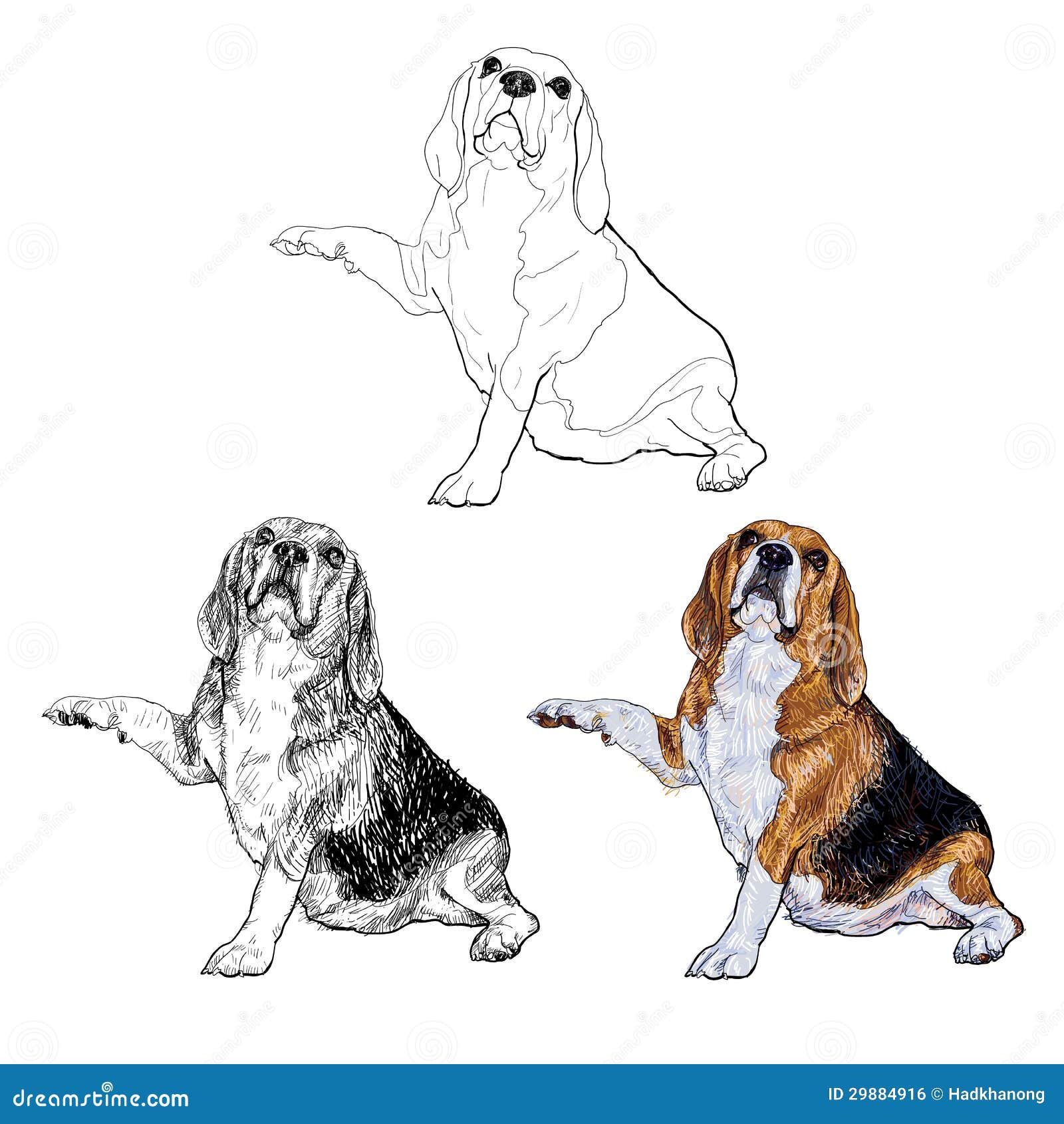 Funny pose of beagle stock illustration. Illustration of breed - 29884916