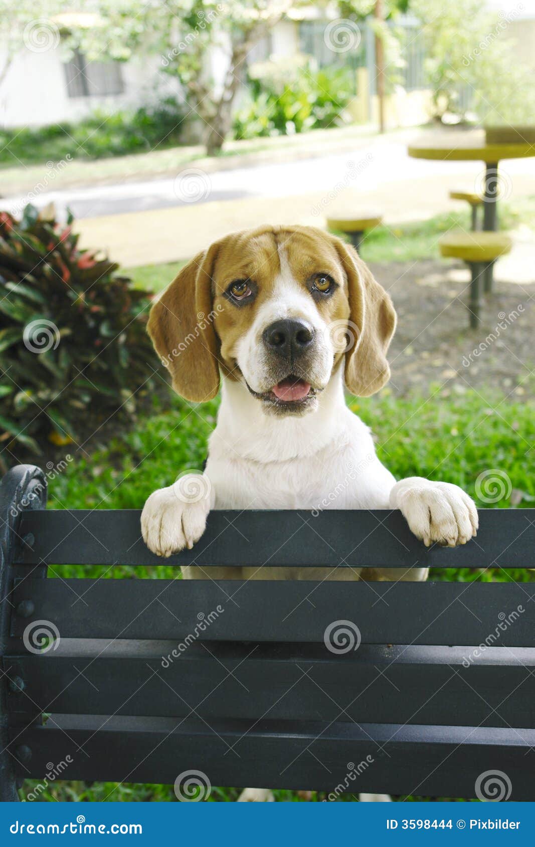Beagle bench stock photo. Image of breed, male, tattoo - 3598444