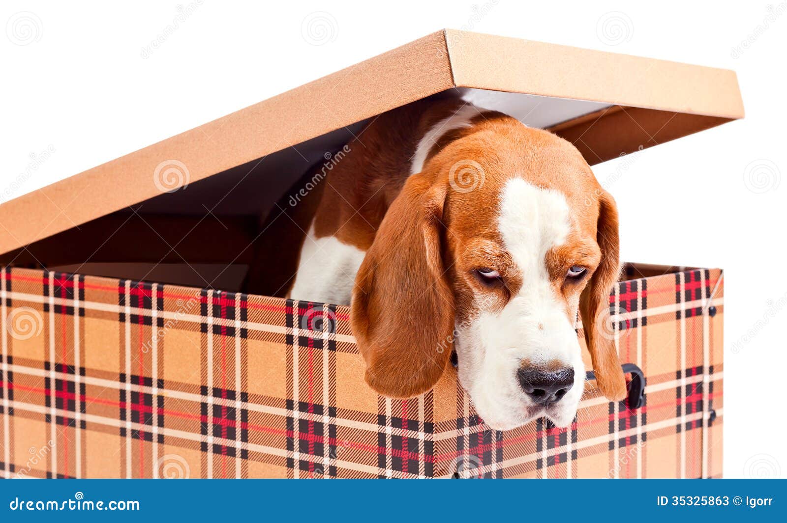 Beagle in box stock image. Image of purebred, cute, mammal - 35325863