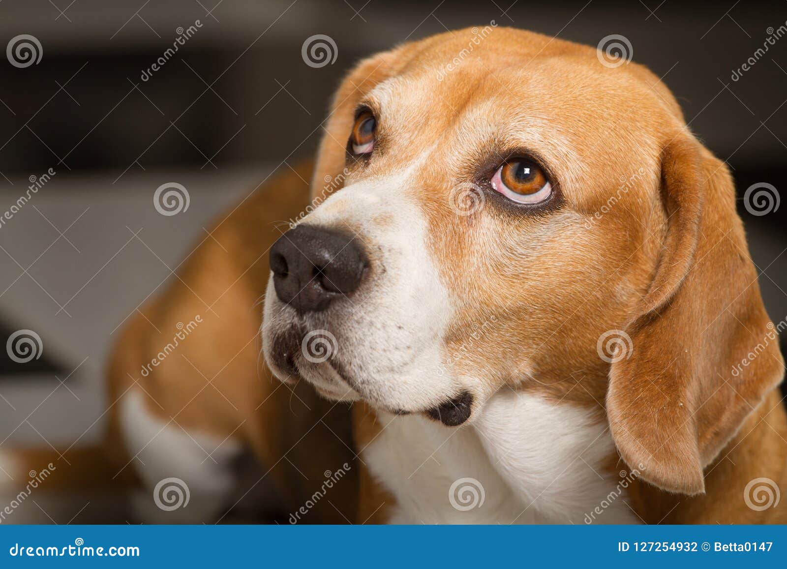 Beagle Breed Dog with Look Up Stock Photo - Image of mouse, love: 127254932