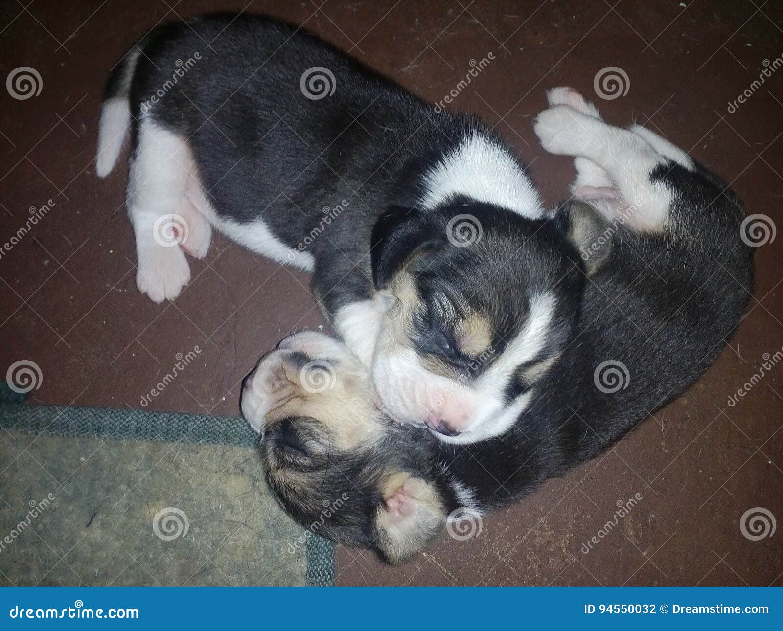 Beagle brothers stock photo. Image of puppies, beagle - 94550032