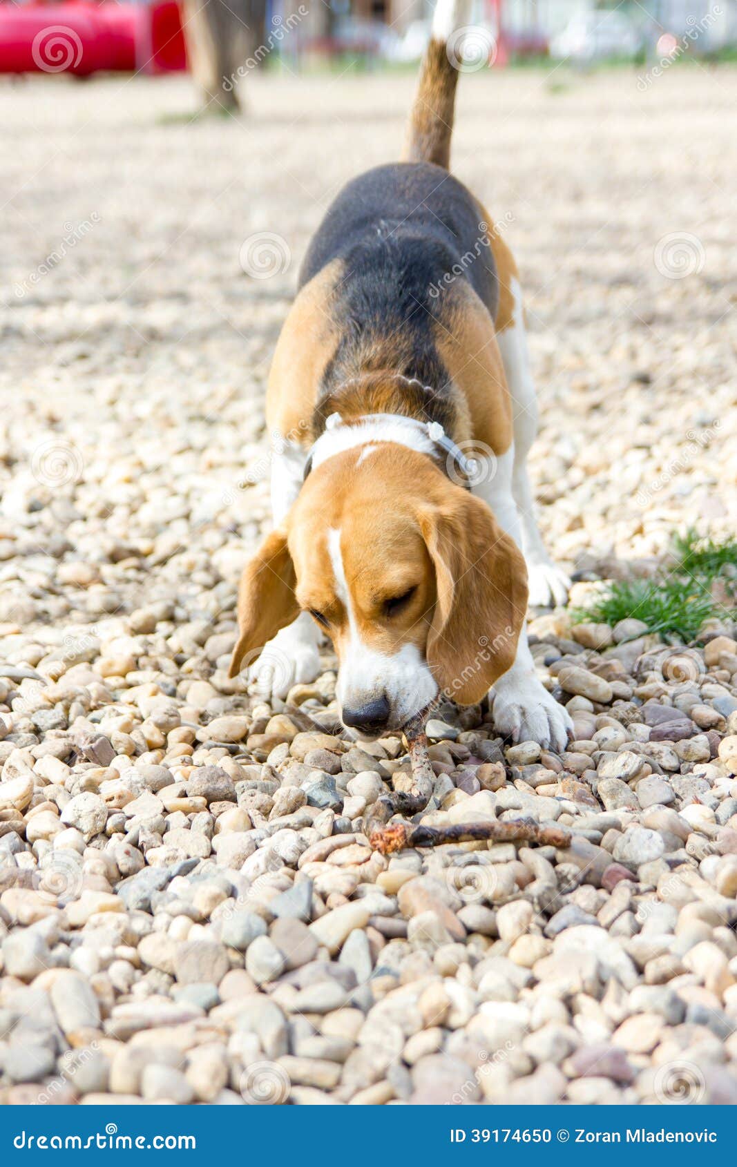 Beagle Catchig a Stick in Park Stock Photo - Image of field, beautiful ...