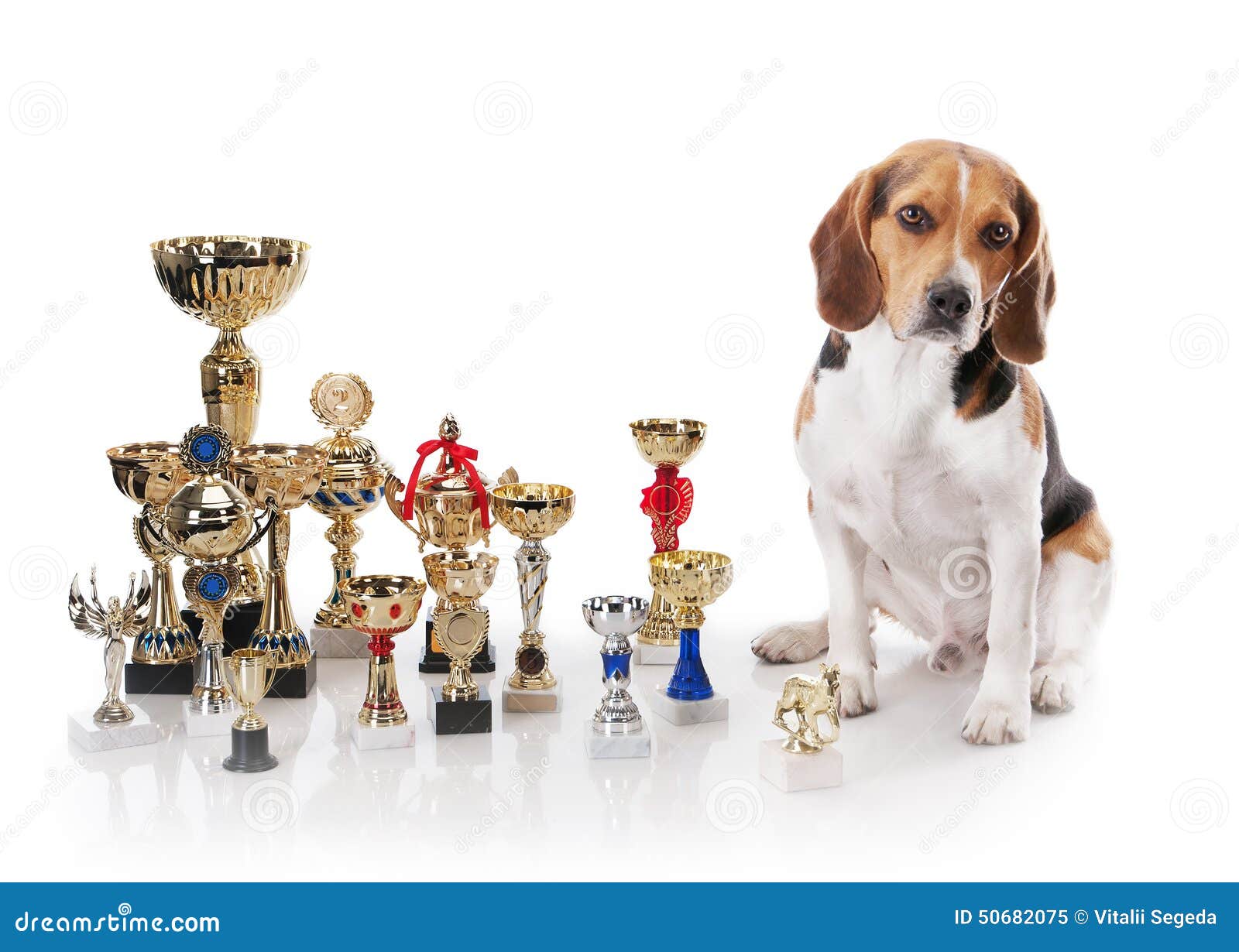 Beagle with the Champion Trophies Stock Image - Image of animal ...