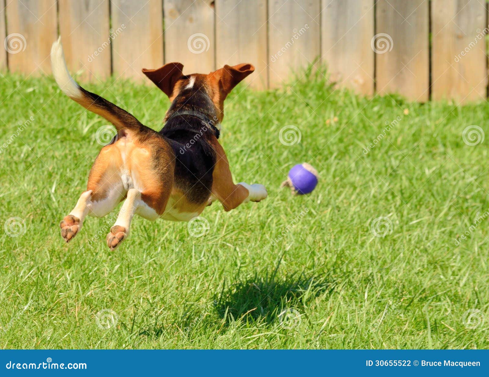 Beagle Dog Chasing Ball And Jumping In Park Royalty-Free Stock Image ...