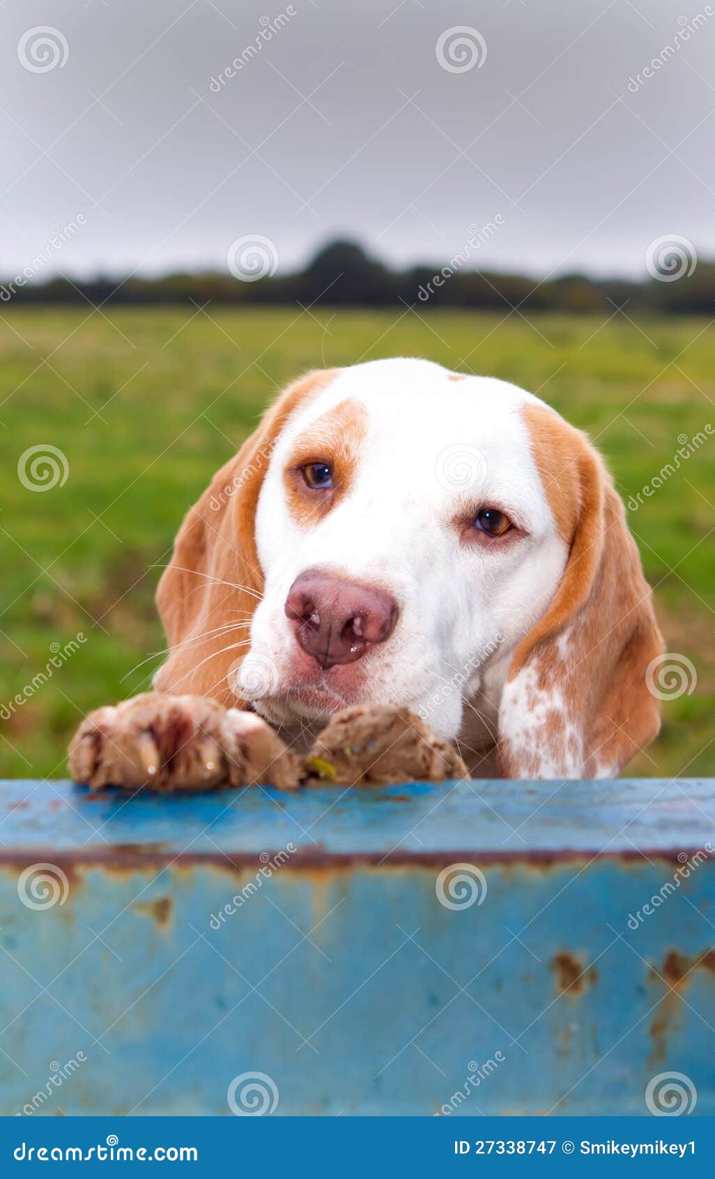 Beagle Climbing Up for a Peep Stock Image - Image of little, muddy ...