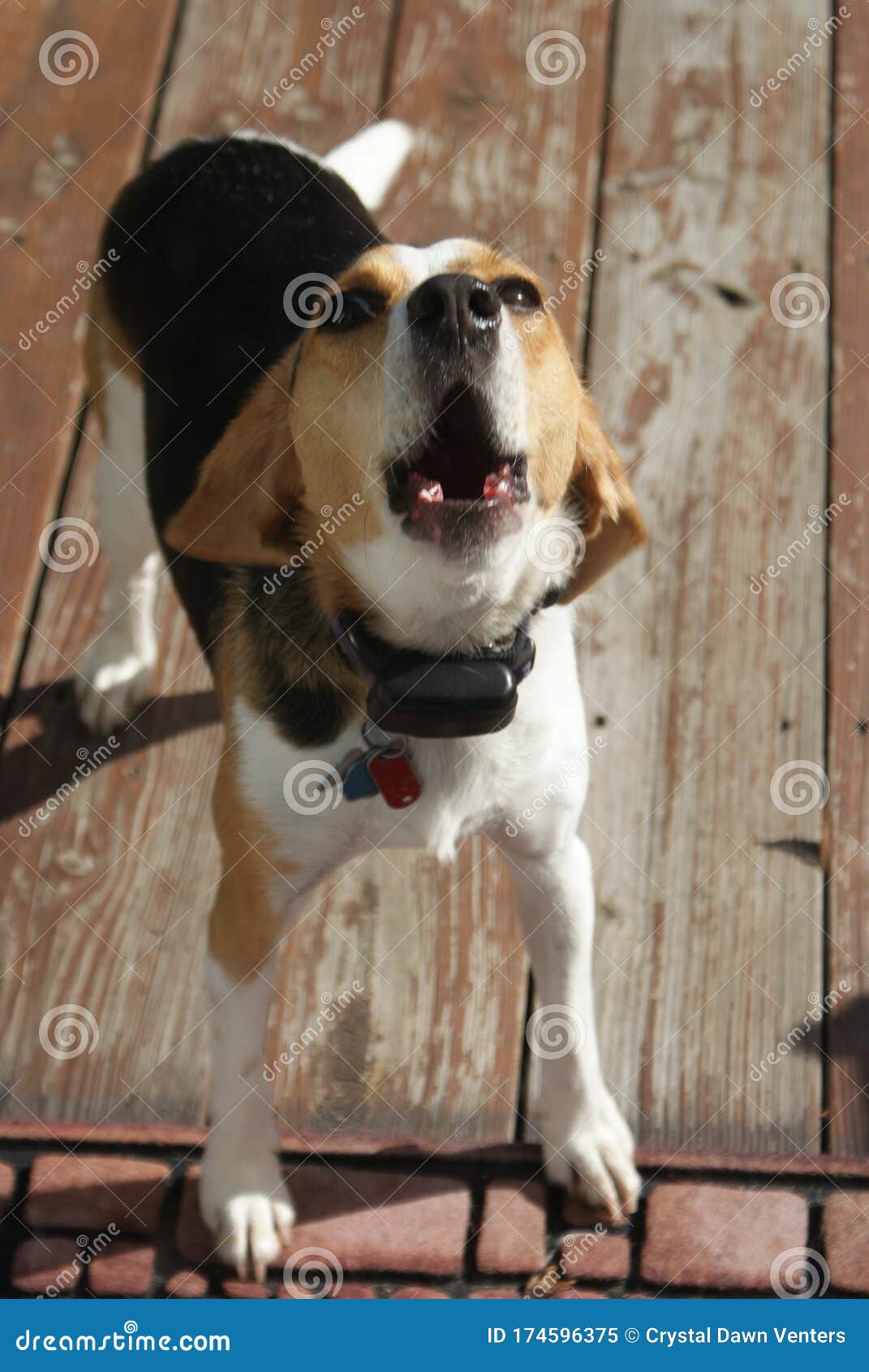 Beagle stock image. Image of tricolor, domestic, companion - 174596375