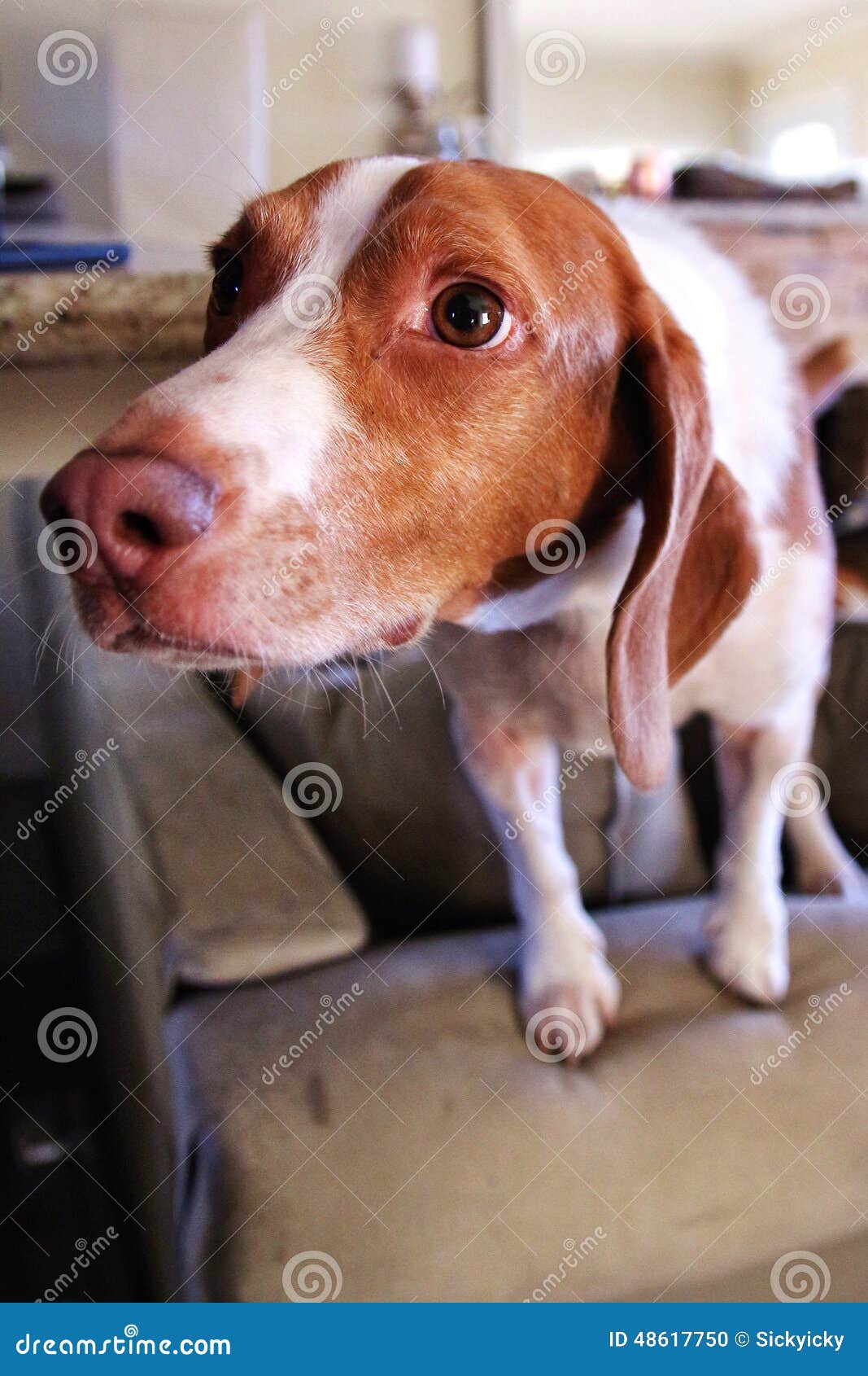Beagle stock photo. Image of long, purebred, shot, close - 48617750