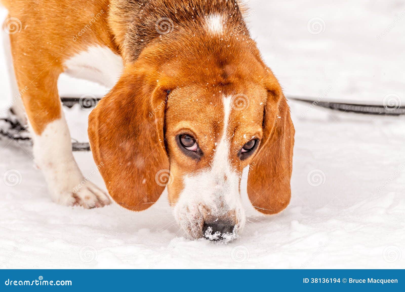 Beagle stock photo. Image of playful, pedigree, winter - 38136194